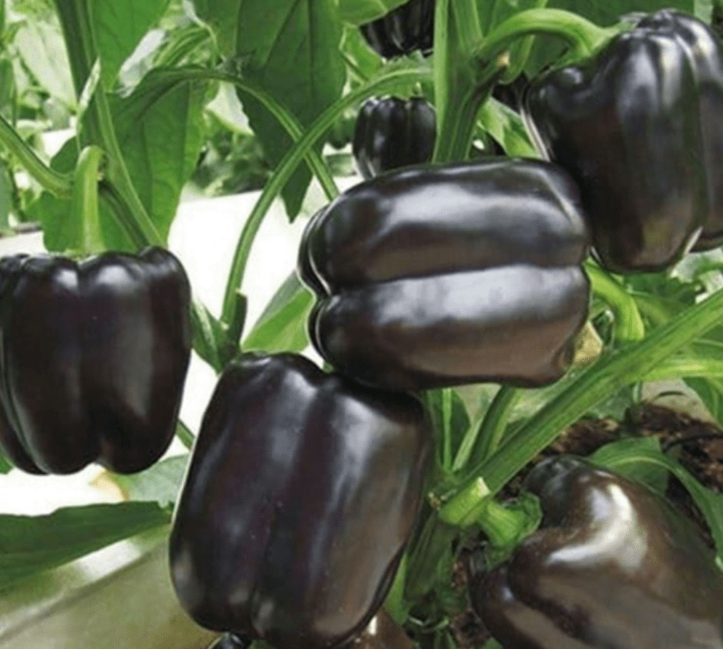 Sweet Pepper “Black Square” seeds – Shop by Greenic Exotics
