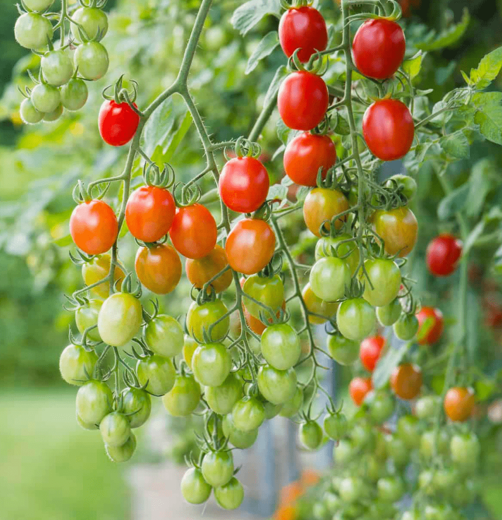 Tomato Grape seeds – Shop by Greenic Exotics