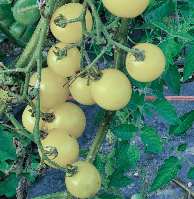 Cherry tomato snow white seeds – Shop by Greenic Exotics