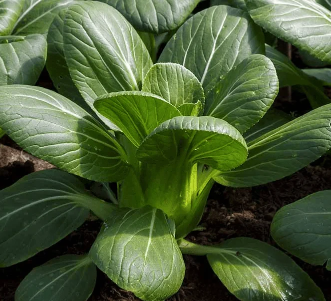 Bok Choy seeds – Shop by Greenic Exotics
