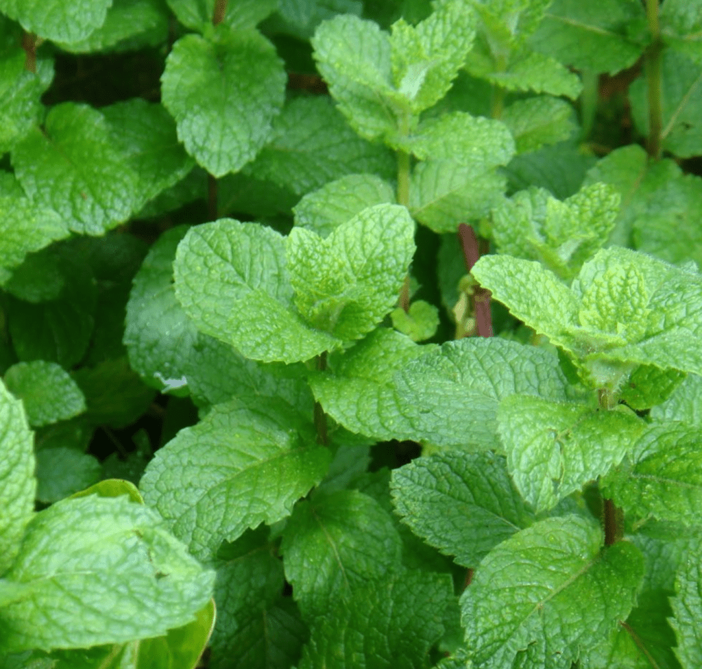 Apple Mint seeds – Shop by Greenic Exotics