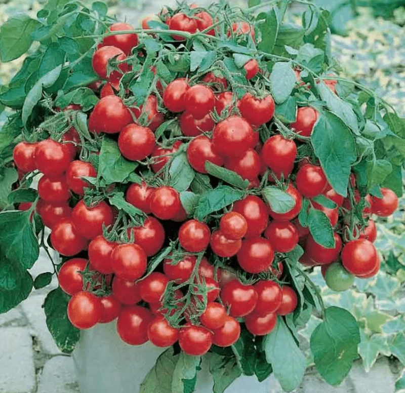 Tomato Balcony Miracle Red seeds – Shop by Greenic Exotics