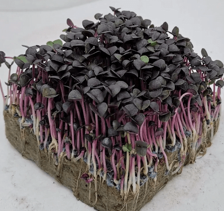 Red Basil Microgreen – Shop by Greenic Exotics